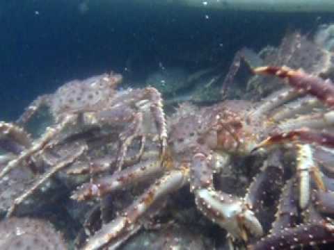 Crabs in Radioactive Seas: Kara Sea | Law-In-Action