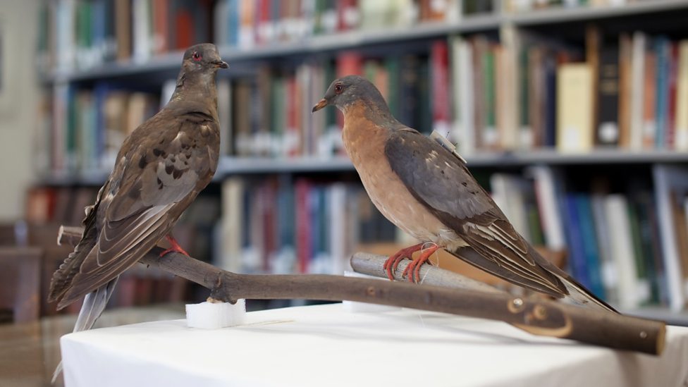 De-Extinction: Bring Back the Passenger Pigeon | Law-In-Action