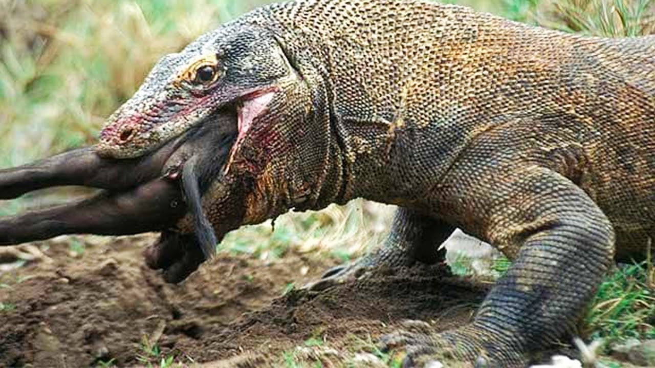 Dragons v. Cattle in Indonesia | Law-In-Action