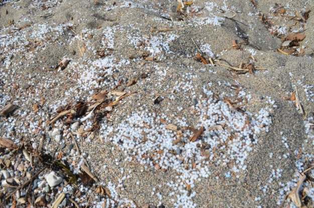 Can’t Eat This! MicroPlastics Carrying Bacteria | Law-In-Action
