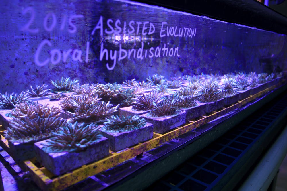 Assisted Evolution: Engineering Coral Reefs | Law-In-Action
