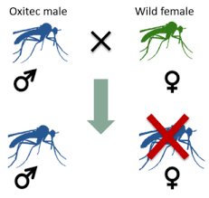 Living Insecticides: OX5034 Mosquito Obliterates Iteslf | Law-In-Action