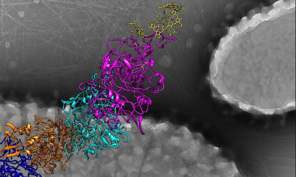 Electrical Bacteria as Ecosystem Engineers | Law-In-Action