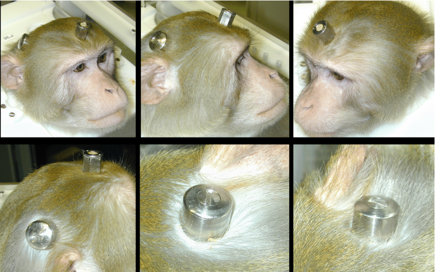 The Necessity of the Evil: Breeding Monkeys to Experiment with their ...