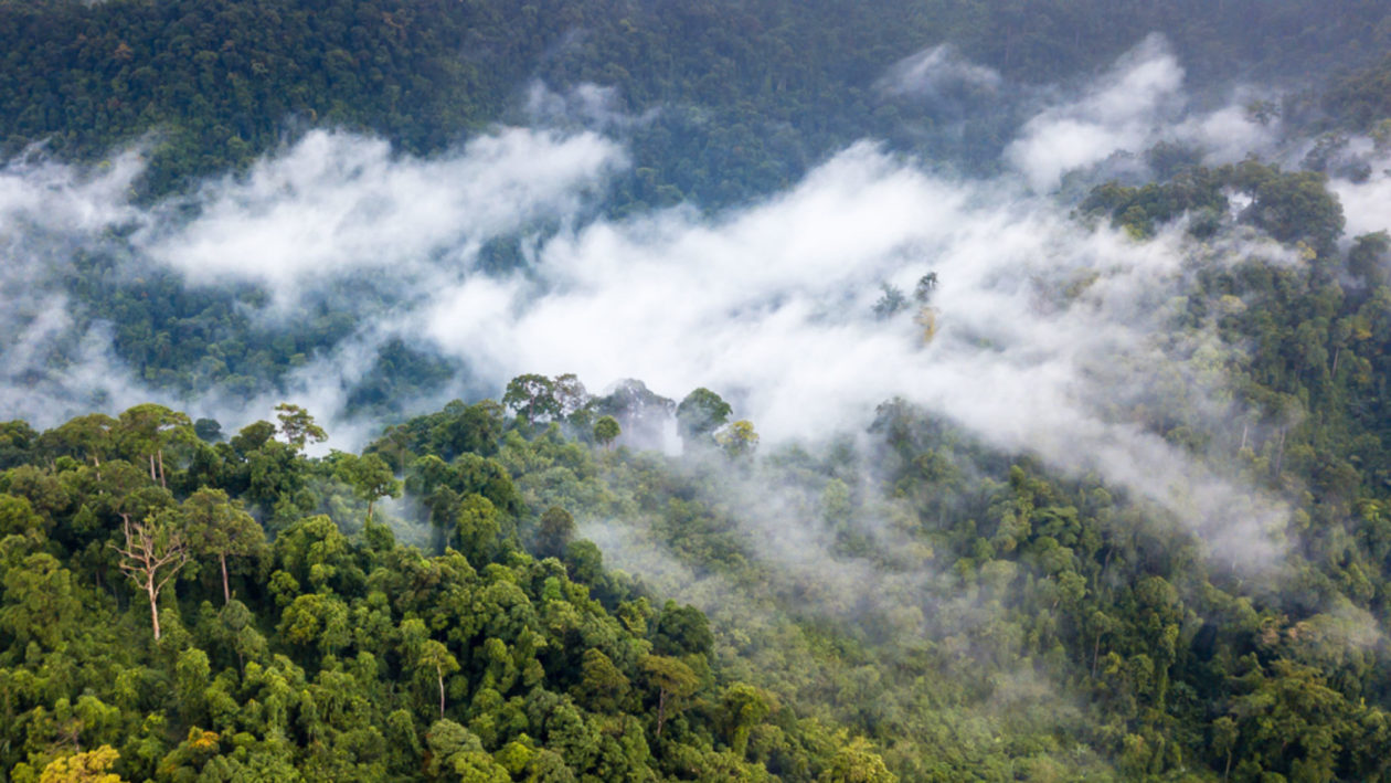 How Forests Create Clouds and Cool the Earth | Law-In-Action