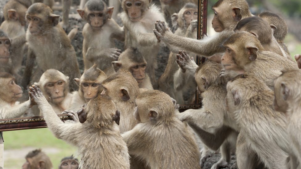 Farm-bred Monkeys, Real Monkeys and Drug Testing | Law-In-Action